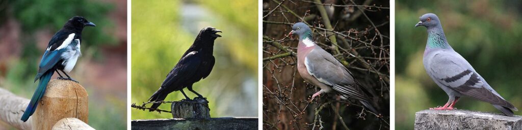 Where next for general licences in the UK? - BASC