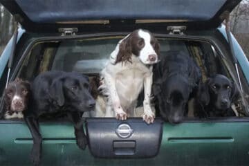 Gundogs - The British Association for Shooting and Conservation