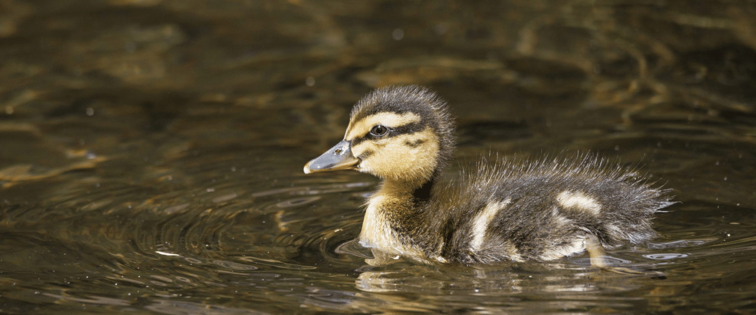 Duck Nest Monitoring Project - BASC