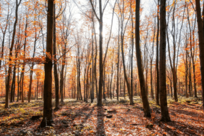 Latest News - The British Association for Shooting and Conservation