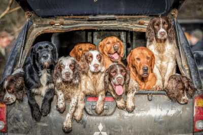 Gundogs - The British Association for Shooting and Conservation