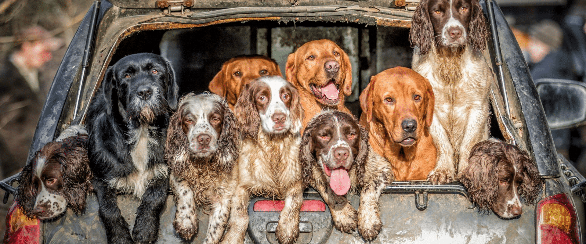 The A Team: How to choose the right dog for you - BASC