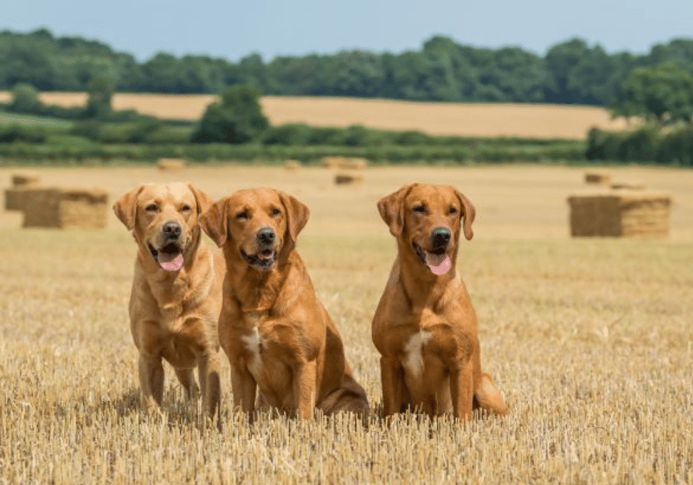 The A Team: How to choose the right dog for you - BASC