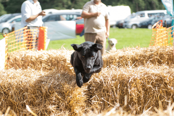 Gundogs - The British Association for Shooting and Conservation