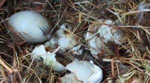 Duck nest tubes are a quacking success - BASC