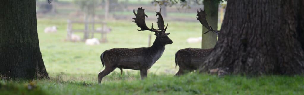 Deer Stalking Certificate 2 (DSC2) - BASC