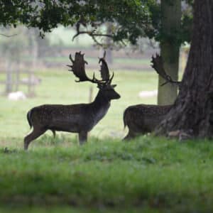 Deer Stalking Certificate 2 (DSC2) - BASC
