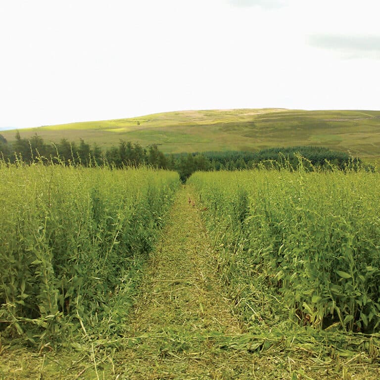 Game cover crops - BASC