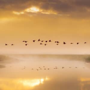 Shooting seasons - BASC