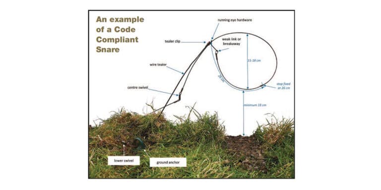Best practice on the use of snares for fox control in England - BASC