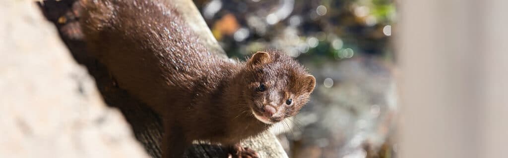Mink control guidance - BASC