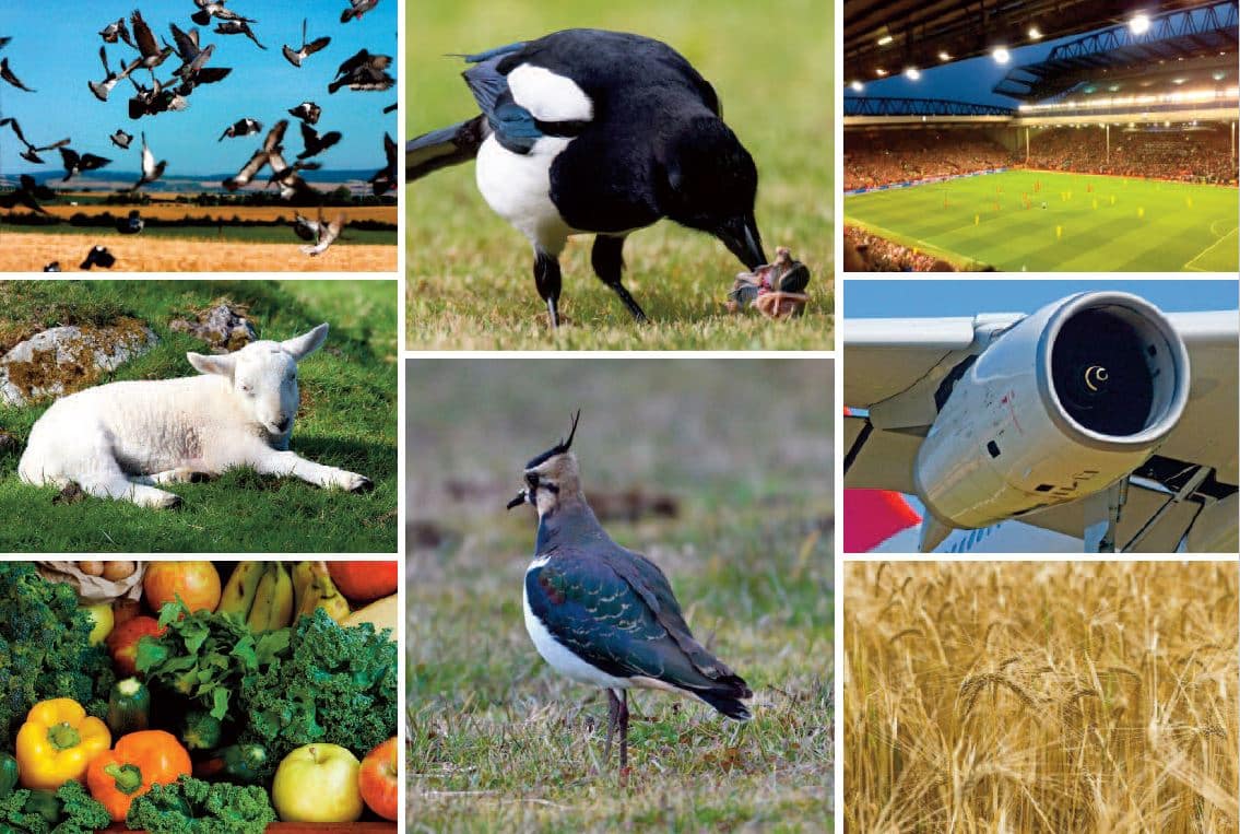 BASC briefing document on general licences - BASC