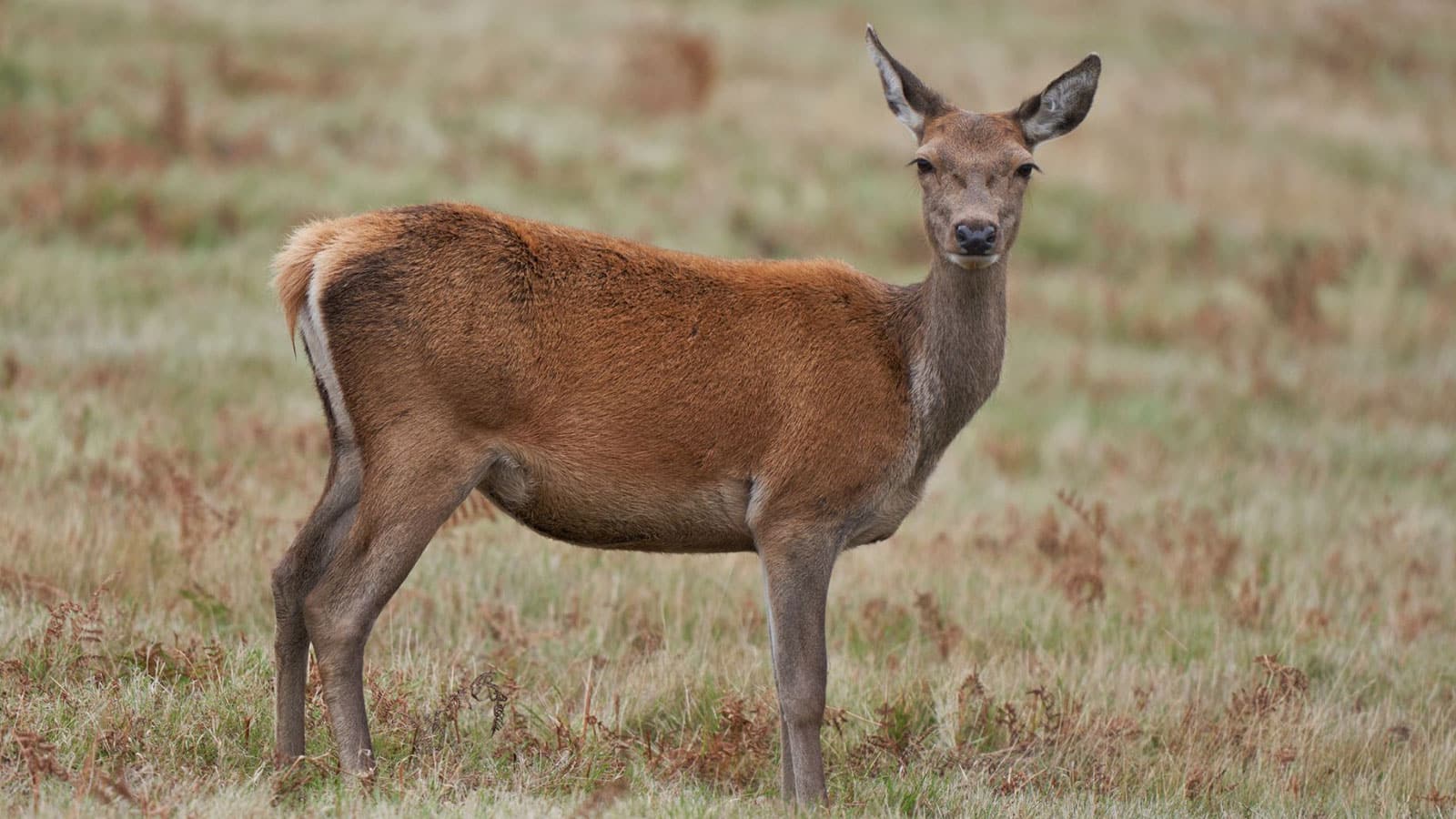 What can I shoot? - BASC