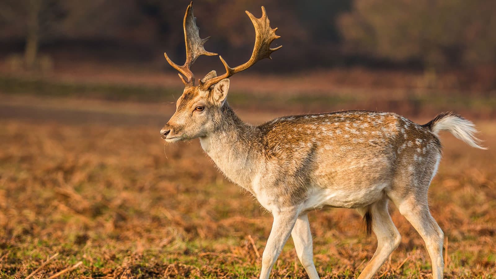 What can I shoot? - BASC