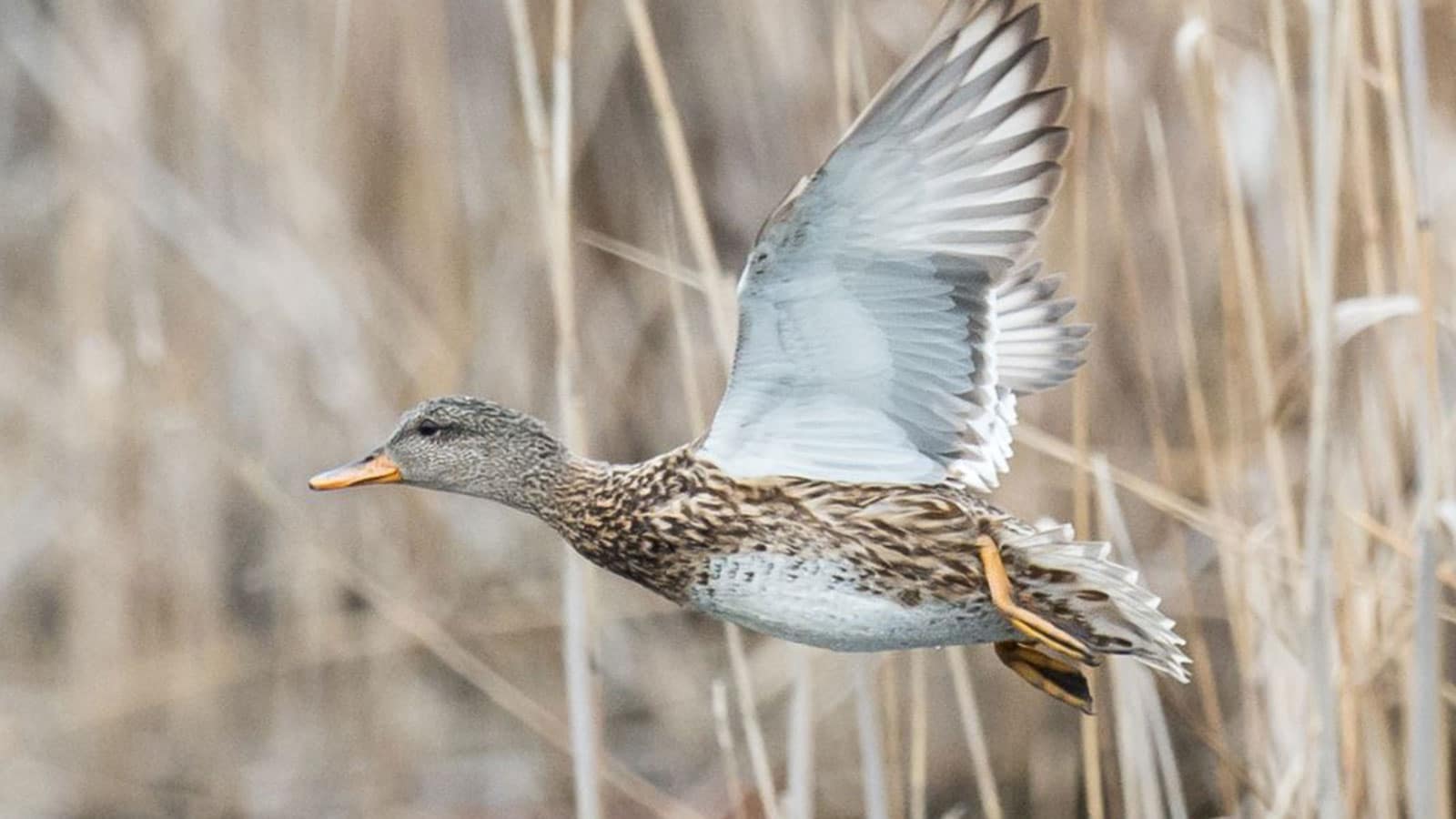 What can I shoot? - BASC