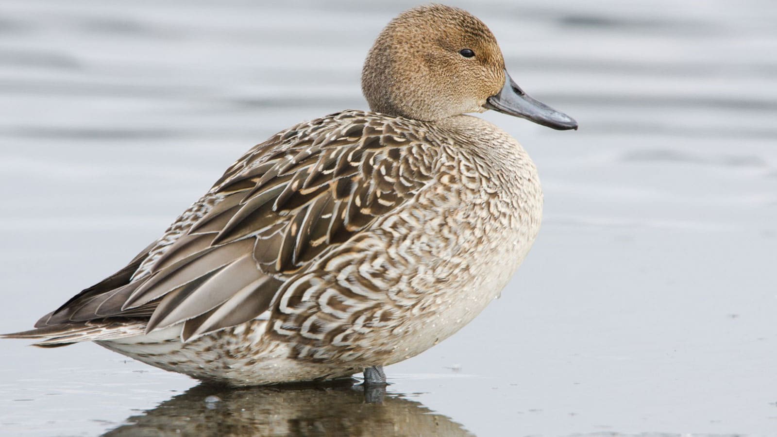 What can I shoot? - BASC