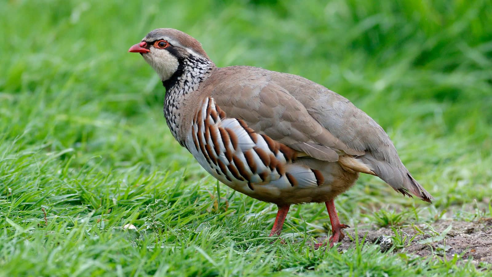 What can I shoot? - BASC