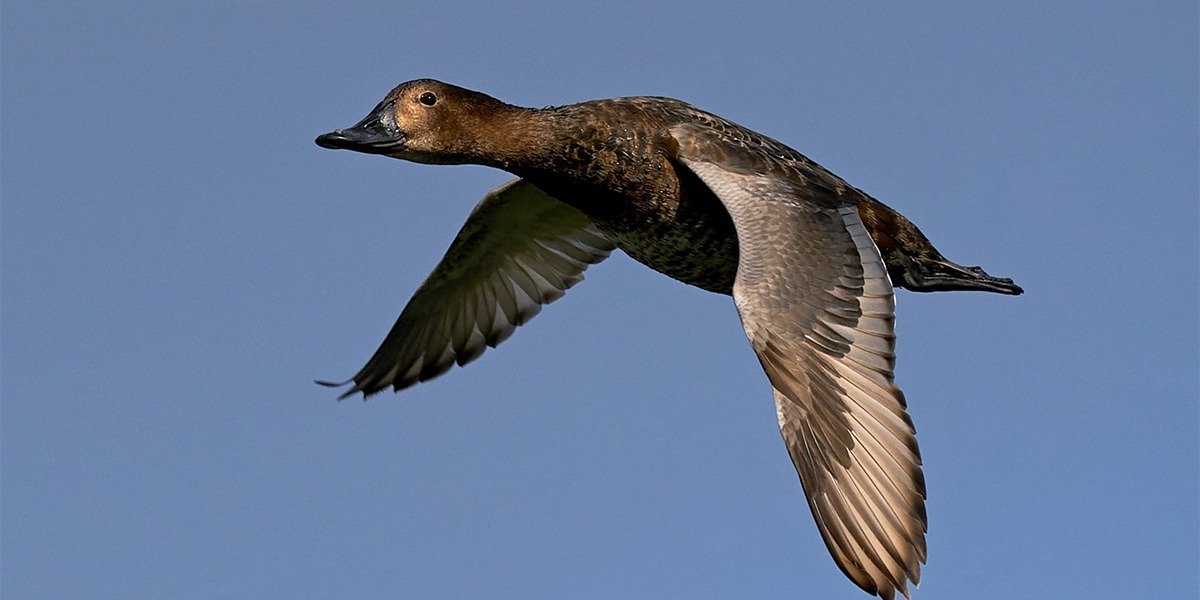 Shooting birds sustainably - BASC