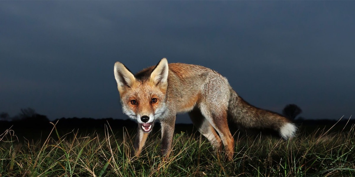 Fox control at night - A dark art
