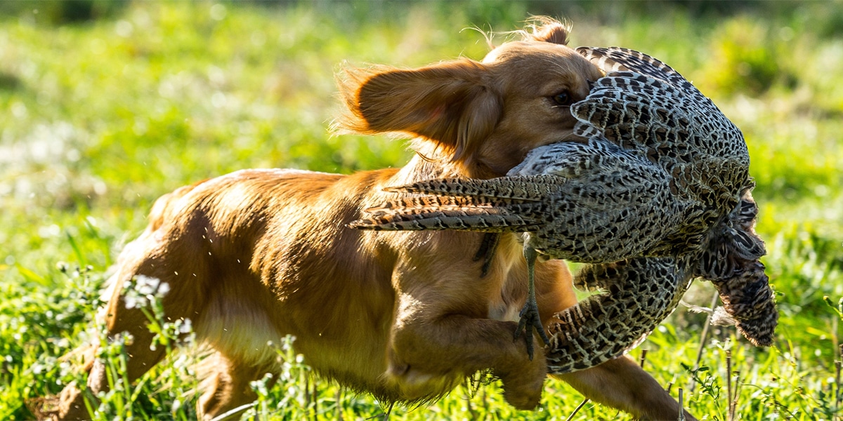 Looking ahead to the new pheasant season - BASC