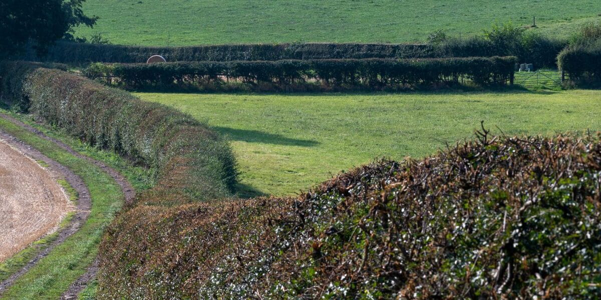 All hedgerows great and small - shooting's role in their conservation