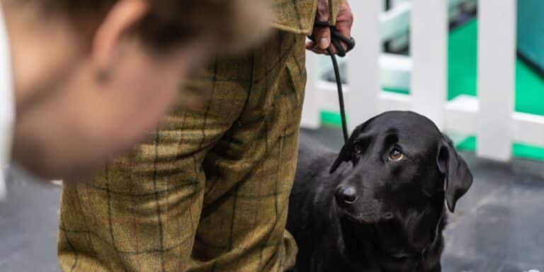 Crufts 2025: meet the judges - BASC