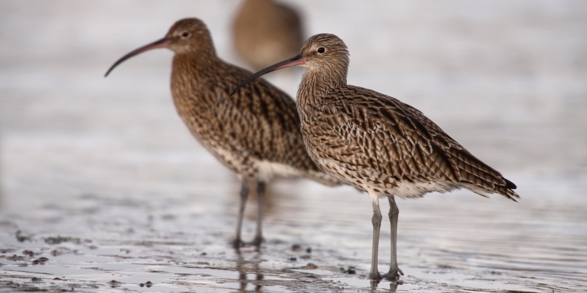 Invasive species ABC - BASC