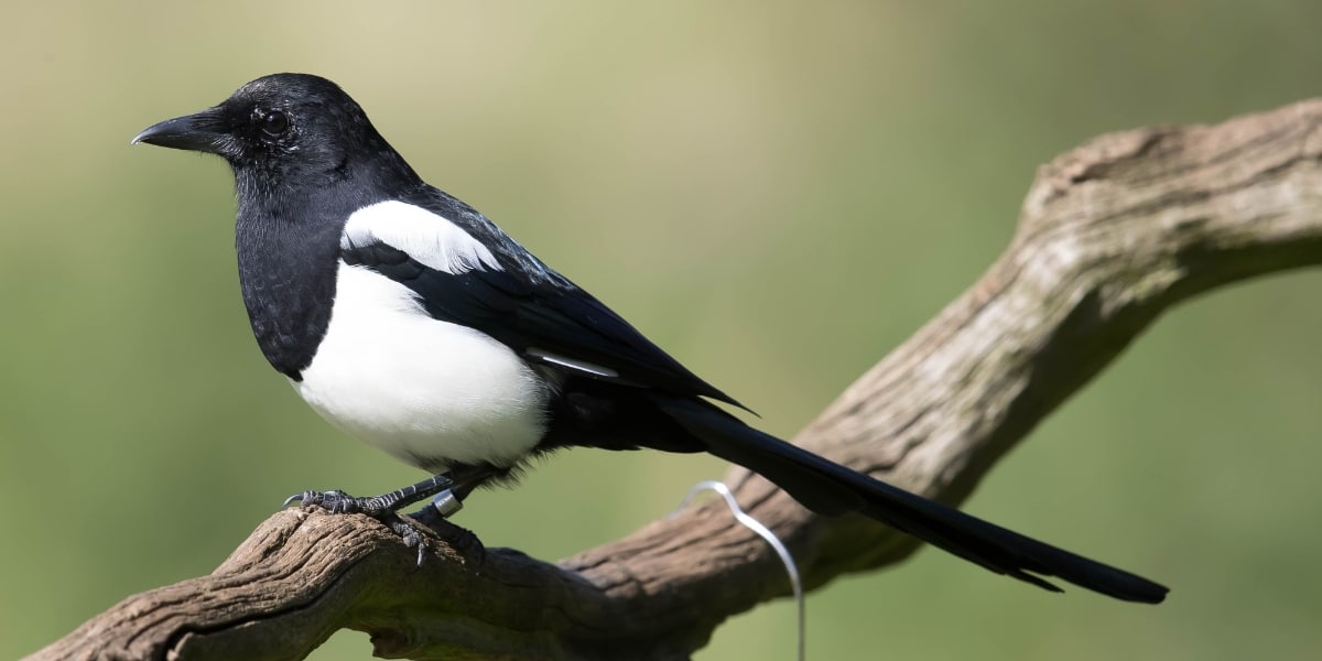 Life will be harder for farmers after magpies removed from Welsh ...