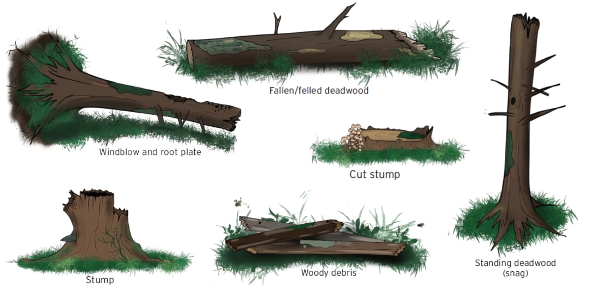 Managing woodland - Upping our game in the woods