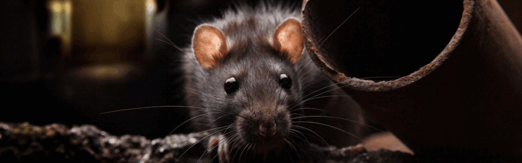 Rat control - what options are at your disposal