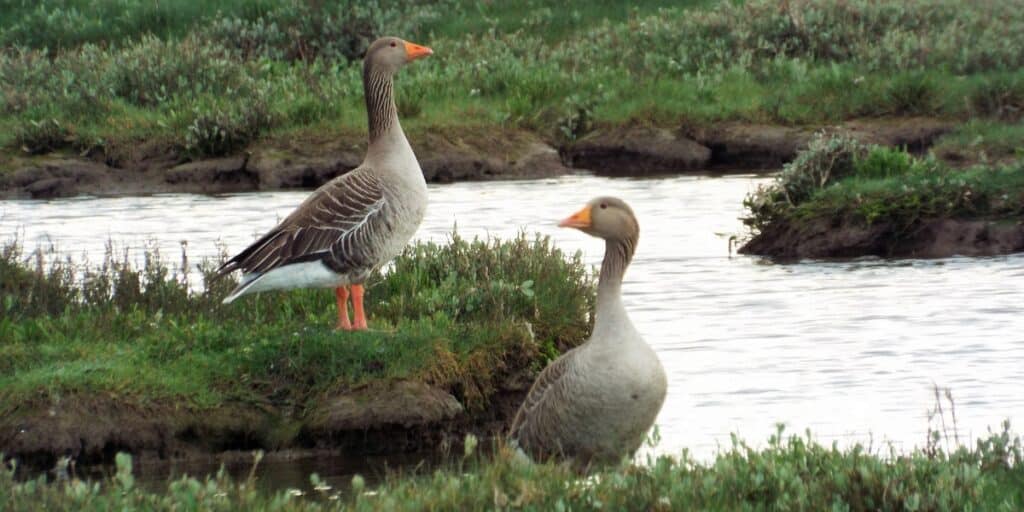 Find a BASC Wing Week event near you - BASC
