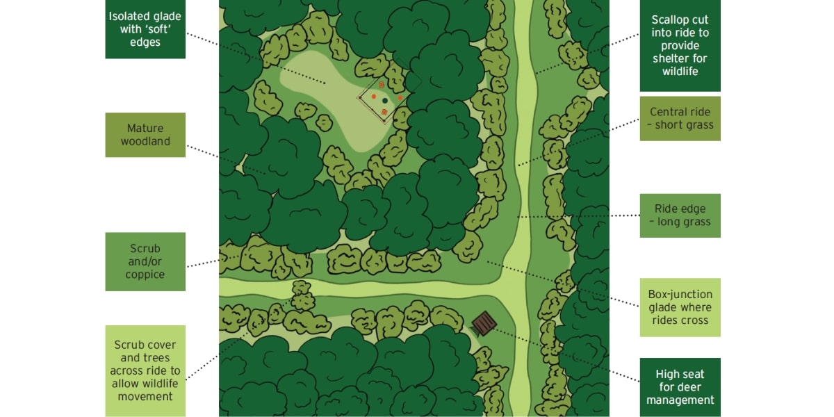 Managing woodland - Upping our game in the woods