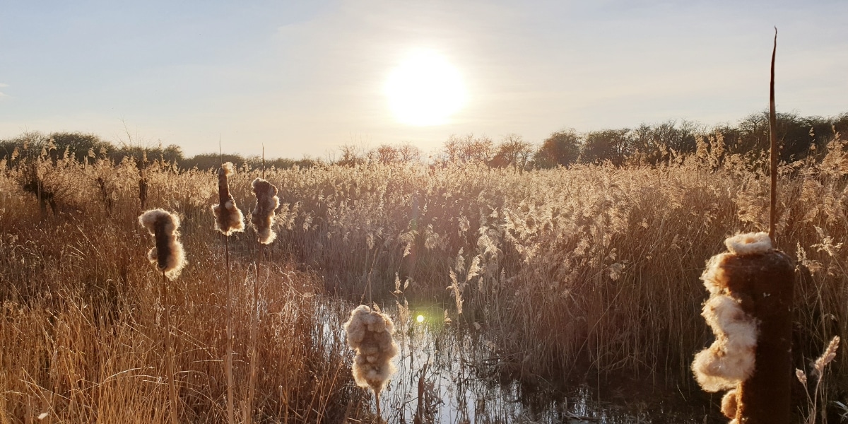 Celebrating World Wetlands Day 2024 - BASC