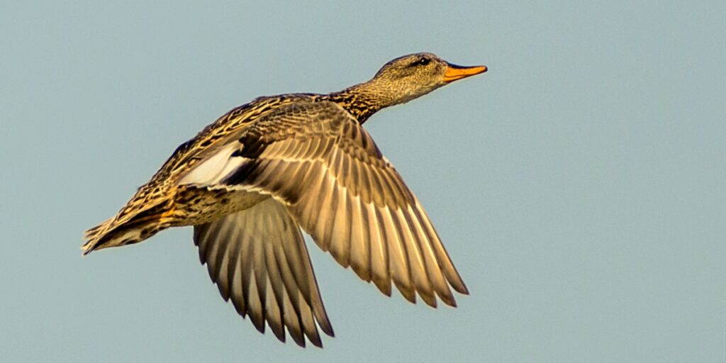 Duck nest tubes - what you need to do and when - BASC