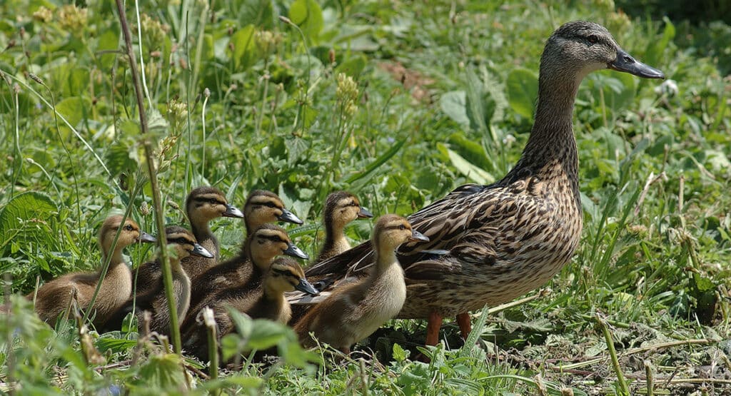 Duck nest tubes - what you need to do and when - BASC