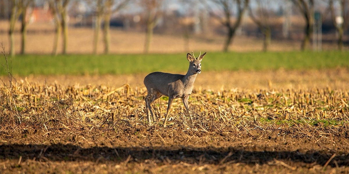 Making a deer management plan