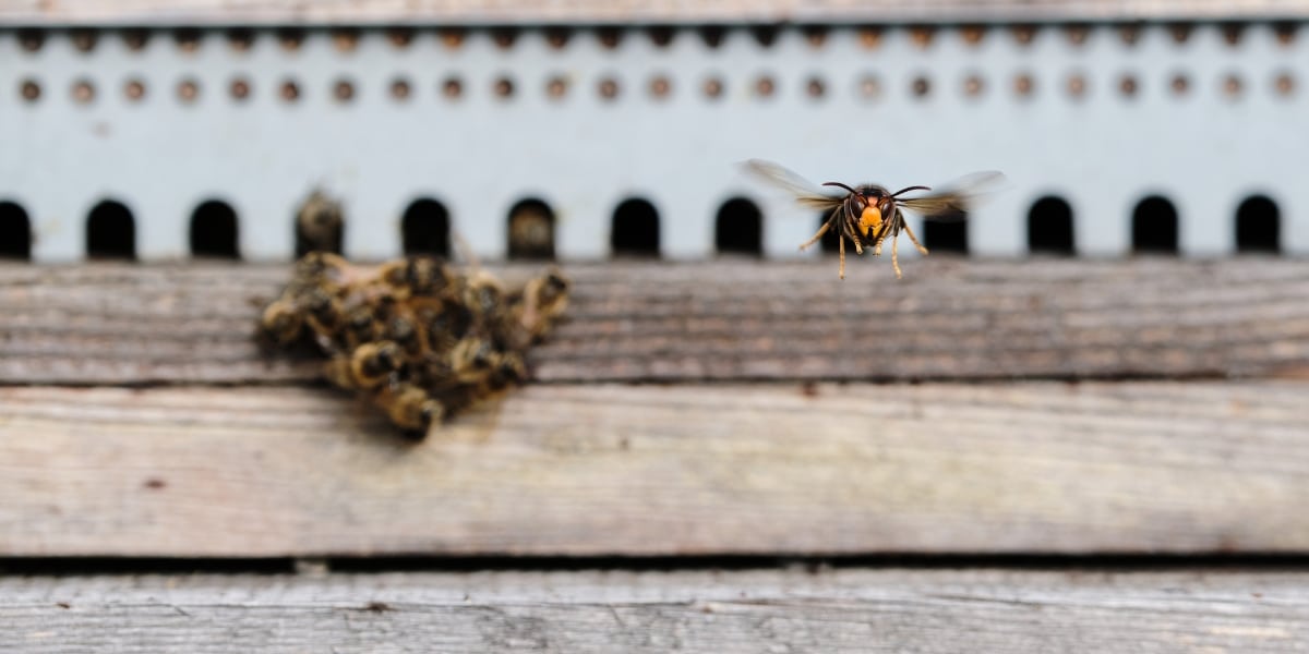 Help stop the invasive Asian hornet from killing our bees