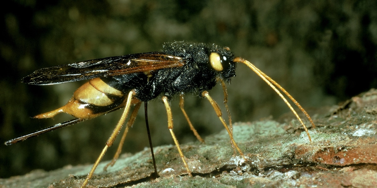 Help stop the invasive Asian hornet from killing our bees