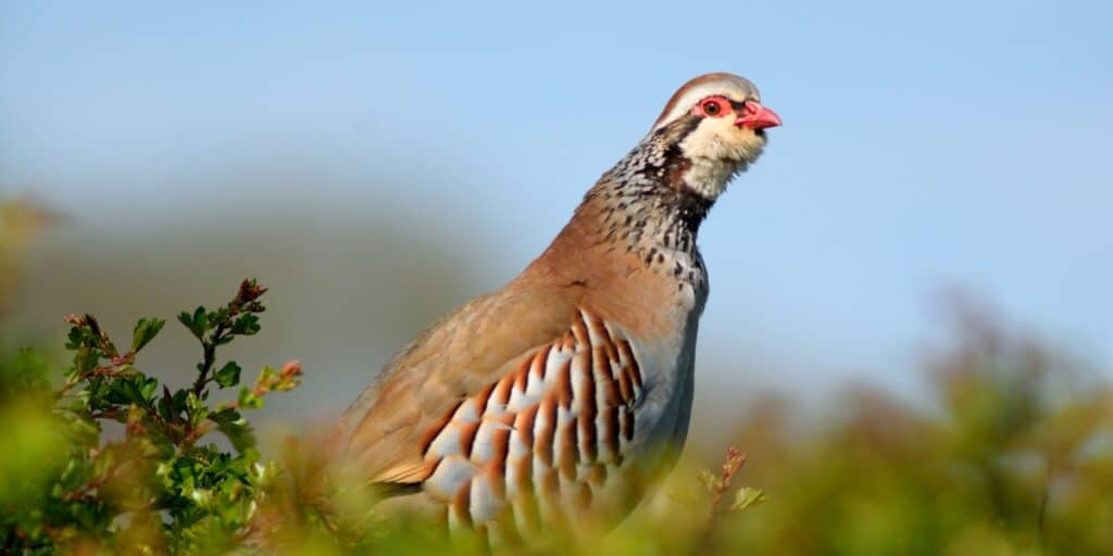 BASC criticises Natural England restrictions weeks after High Court ...