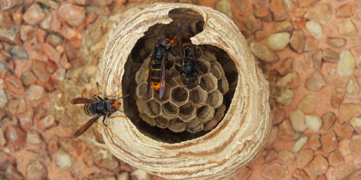 Invasive species ABC - BASC