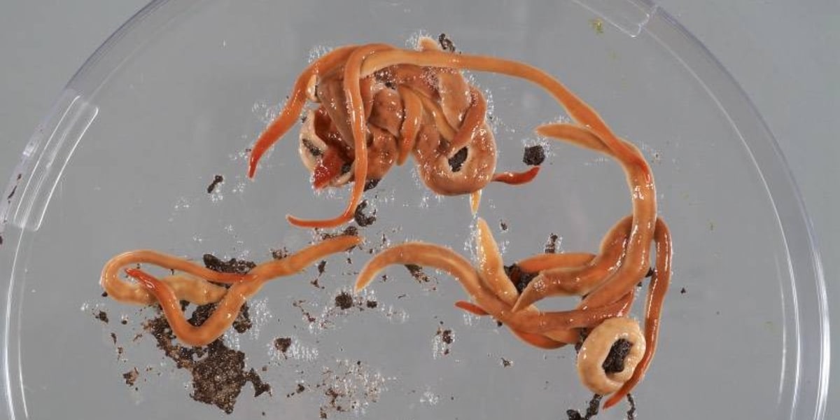 Invasive species ABC - BASC