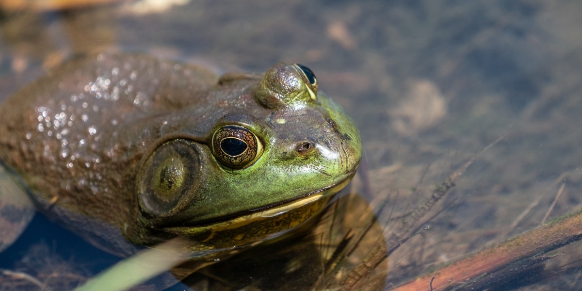 Invasive species ABC - BASC