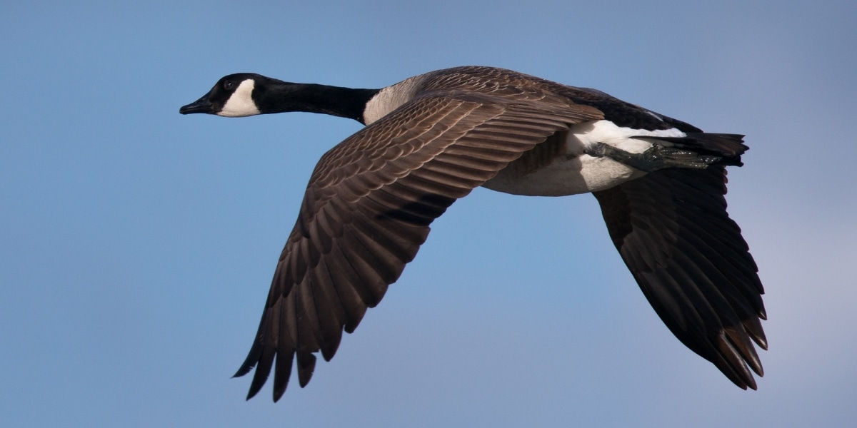 Invasive species ABC - BASC