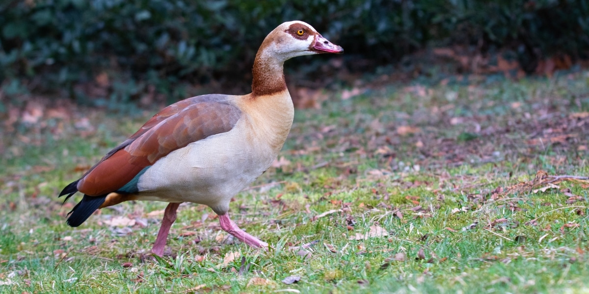 Invasive species ABC - BASC