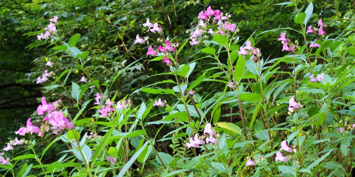 Invasive species ABC - BASC