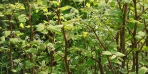 Invasive species ABC - BASC
