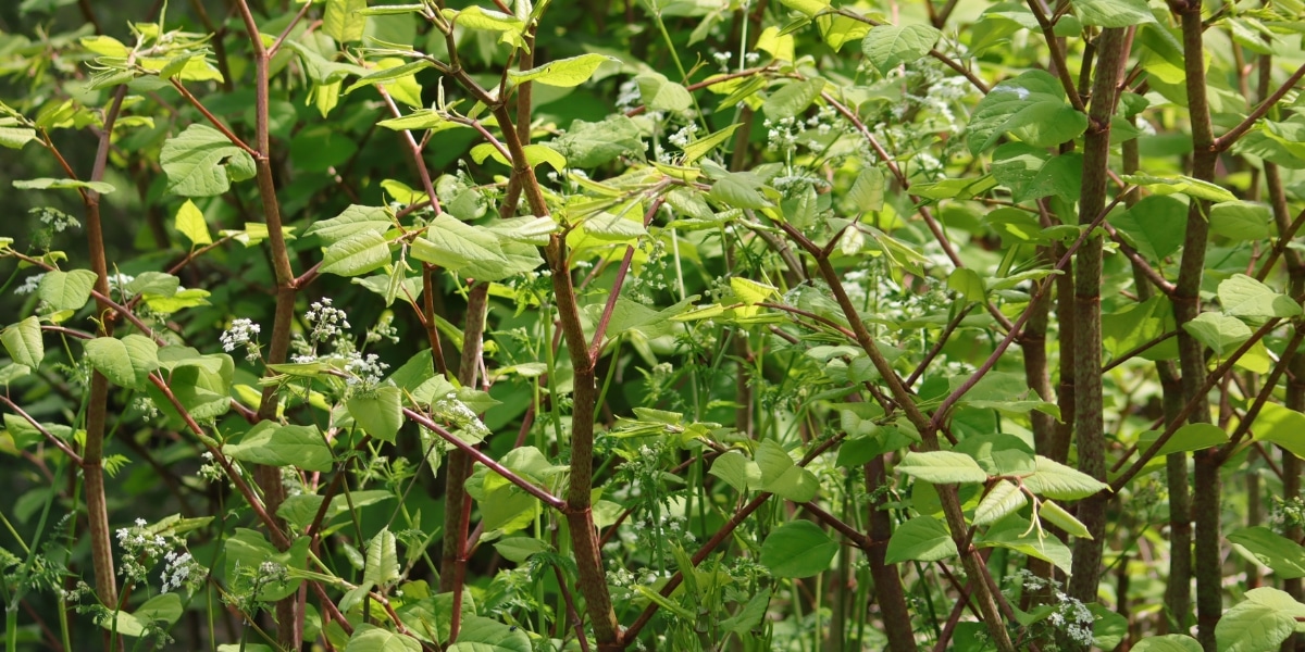 Invasive species ABC - BASC