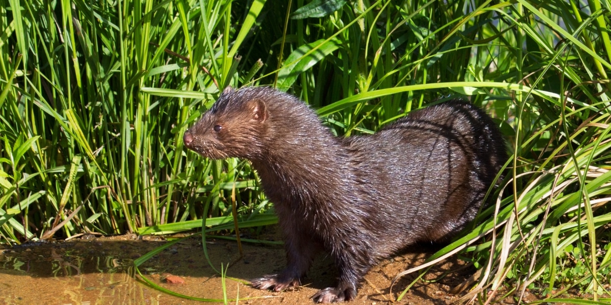 Invasive species ABC - BASC