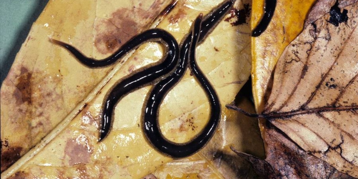 Invasive species ABC - BASC