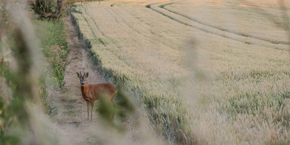 The lure of the roe buck - BASC